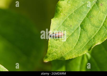 Red Malachite Beetle (Anthocomus rufus Stock Photo - Alamy