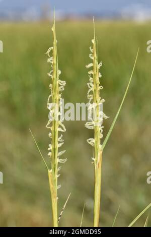 Common cord-grass (Spartina anglica) tussocks. Tussocks of coastal ...