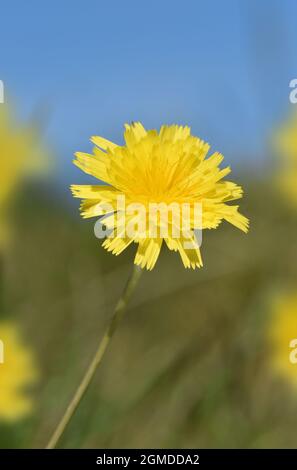 Lesser Hawkbit, leontodon saxatilis Stock Photo - Alamy