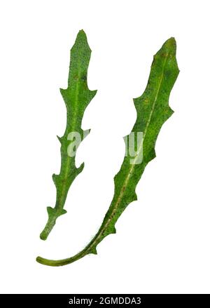 Lesser Hawkbit - Leontodon saxatilis Stock Photo - Alamy