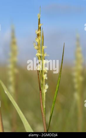 Common Cord-grass - Spartina anglica Stock Photo - Alamy