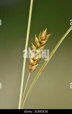 Carex distans Carex distans Stock Photo - Alamy