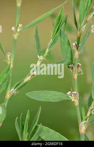 Knotgrass - Polygonum aviculare Stock Photo - Alamy