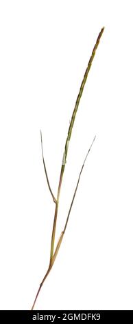 Hard-grass - Parapholis strigosa Stock Photo - Alamy