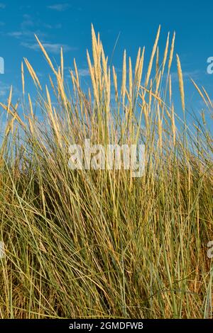 Marram - Ammophila arenaria Stock Photo - Alamy