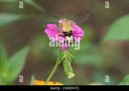 Cephonodes hylas, the pellucid hawk moth caterpillar Okinawa, Japan ...