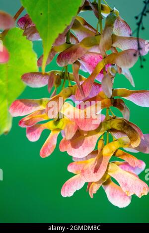 Close up of maple seeds on white background Stock Photo - Alamy