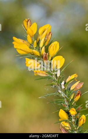 western gorse Ulex gallii Stock Photo - Alamy