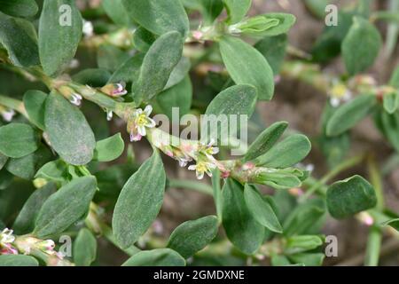 Equal leaved knotgrass, Polygonum arenastrum, Uncommon weed Somerset ...
