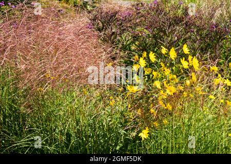 Summer garden with Mixed ornamental grasses grass and colourful flower ...