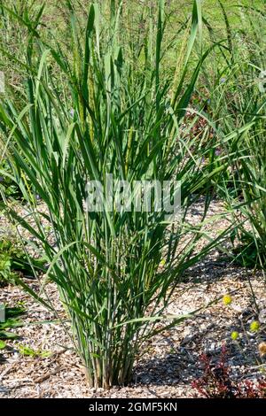 Panic grass, Panicum virgatum, Panicum Thundercloud, Switch Grass ...
