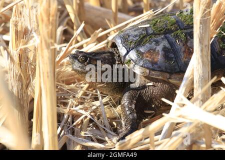 Closeup of a turtle near the bushes Stock Photo - Alamy