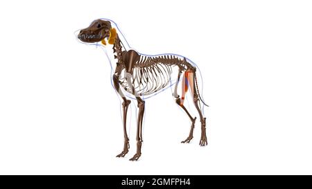 Gracilis muscle Dog muscle Anatomy For Medical Concept 3D Illustration ...