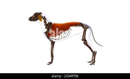 Latissimus Dorsi muscle Dog muscle Anatomy For Medical Concept 3D ...