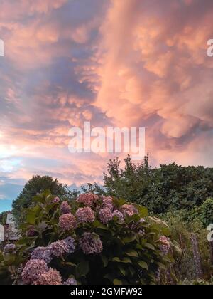 Scenic View of Hydrangeas and Landscape with Mountain and Ocean in the ...