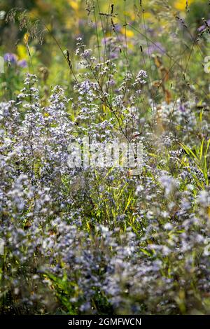 Grass in a meadow at Forks of the Credit Conservation area in Ontario ...