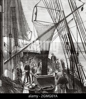 The Talisman ship scientific expedition. Sea cucumbers, echinoderms ...