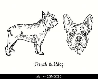 French Bulldog or Frenchie, hand drawn doodle ink sketch, simple lines ...
