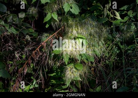 Love Vine (Clematis virginiana) also known as devil's darning needles ...
