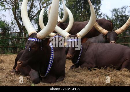 Nyanza, Rwanda. 17th Sep, 2021. A breeder plays an instrument for a ...