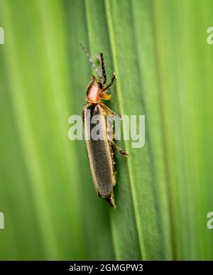 Common Eastern Firefly on Leaf Stock Photo - Alamy