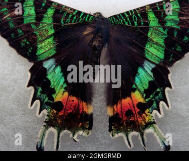 Madagascan sunset moth Chrysiridia rhipheus Urania ripheus Madagascar ...