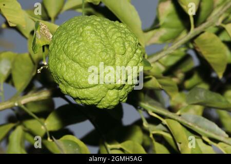 Lime fruit hanging from a tree. Lesbos, Greece. October 2022. Autumn ...