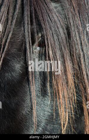 Fell pony, Greenholme stud, Stoney Gill Farm, Shap, Cumbria Stock Photo ...