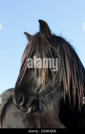 Fell pony, Greenholme stud, Stoney Gill Farm, Shap, Cumbria Stock Photo ...