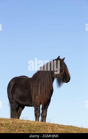 Fell pony, Greenholme stud, Stoney Gill Farm, Shap, Cumbria Stock Photo ...
