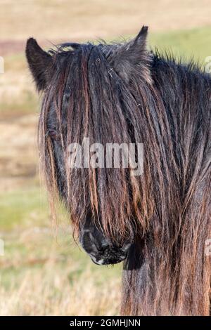 Fell pony, Greenholme stud, Stoney Gill Farm, Shap, Cumbria Stock Photo ...