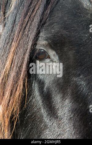 Fell pony, Greenholme stud, Stoney Gill Farm, Shap, Cumbria Stock Photo ...