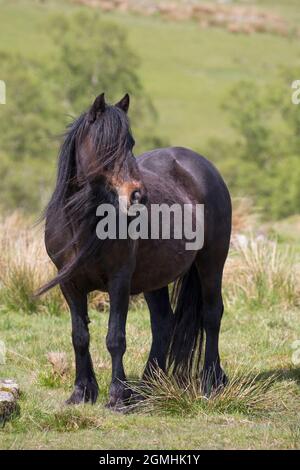 Fell pony, Greenholme stud, Stoney Gill Farm, Shap, Cumbria Stock Photo ...