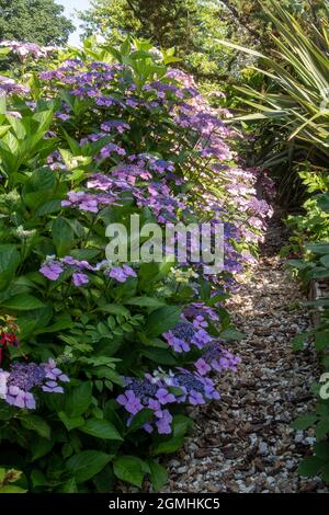 Lacecap hydrangea blue wave (aka Mariesii Perfecta) - coloured pink due to alkaline soil Stock ...