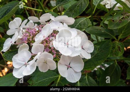 White lacecap Hydrangea macrophylla Teller White, a cultivar of Libelle Stock Photo - Alamy