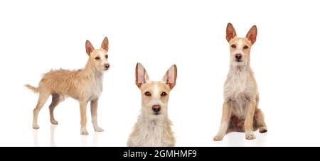 Collage of three funny dogs different breeds posing isolated over white ...