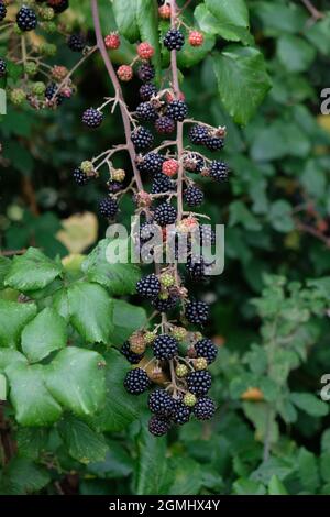 Blackberry, Blackberries, ripened and ripening ( Rubus fruticosus ...