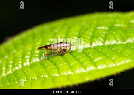 Natural closeup on an Ectobius sylvestris, Forest cockroach sitting on ...
