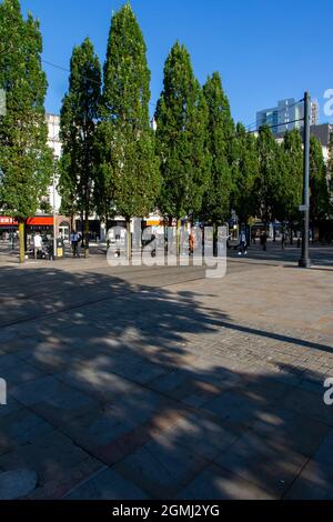 Fastigiate Cypress Oak (Quercus robur 'Fastigiata') tree, Elephant and ...