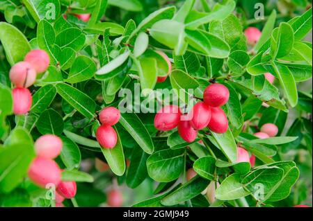 thai's karanda trees with many berries Stock Photo - Alamy