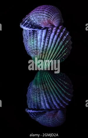 Beautiful sea old seashells in neon light. Minimalism retro style ...