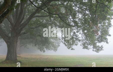 Misty morning on Southampton Common, Southampton, Hampshire, UK Stock ...