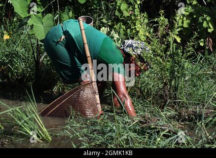 Bodo community women searching fish in a mud water field using ...