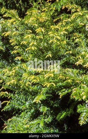 Taxus baccata evergreen yew tree foliage close up. European yew tree ...