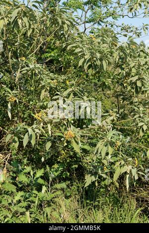 Flowers, exotic alien plant invader, Solanum mauritianum, flannel weed ...