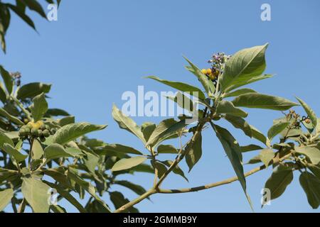 Exotic alien invasive plants, fruit, berries, Solanum mauritianum ...