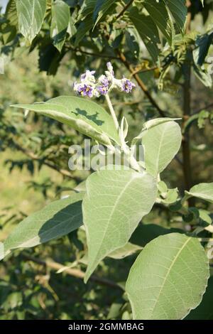 Flowers, exotic alien plant invader, Solanum mauritianum, flannel weed ...