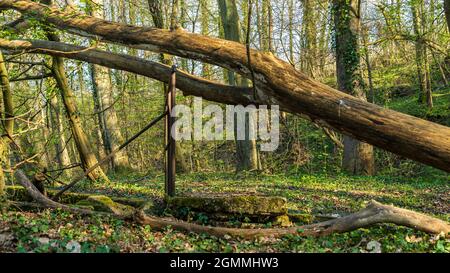Fallen tree blocking a footbridge over the Oefter Bach after a storm in ...