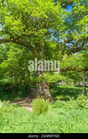 Ancient Oak tree that formed the medieval Birnam Wood which sat on the ...