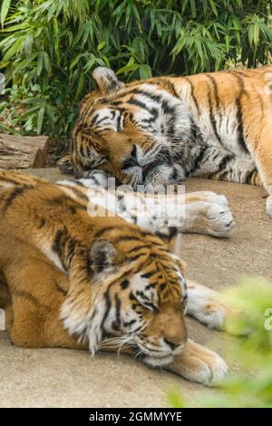 Portrait of Amur tigers, also known as the Siberian tiger, sleeping in ...